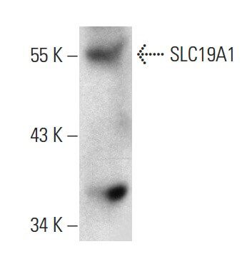 SLC19A1 Antibody (D-6) | SCBT - Santa Cruz Biotechnology