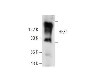 RFX1 Antibody (H-11) | SCBT - Santa Cruz Biotechnology