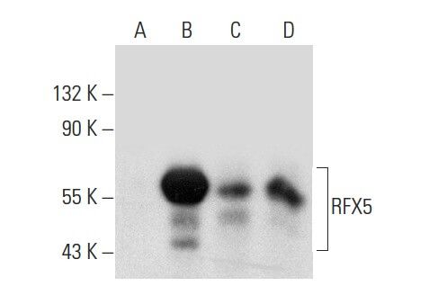 RFX5 Antibody (A-10) | SCBT - Santa Cruz Biotechnology