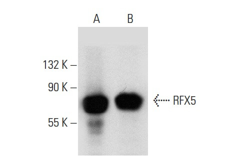 RFX5 Antibody (C-3) | SCBT - Santa Cruz Biotechnology
