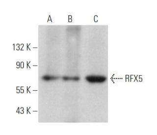 RFX5 Antibody (C-3) | SCBT - Santa Cruz Biotechnology