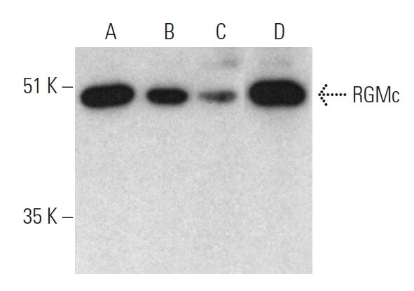 Anti-RGMc Antibody (C20) | SCBT - Santa Cruz Biotechnology