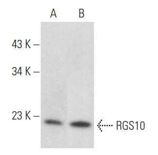 RGS10 Antibody (C-20) | SCBT - Santa Cruz Biotechnology
