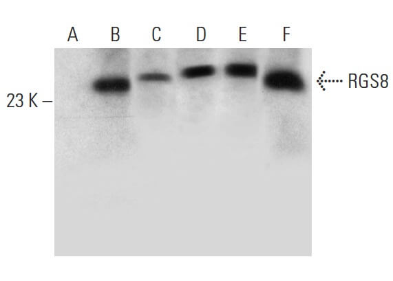 Anti-RGS8 Antibody (F-3) | SCBT - Santa Cruz Biotechnology