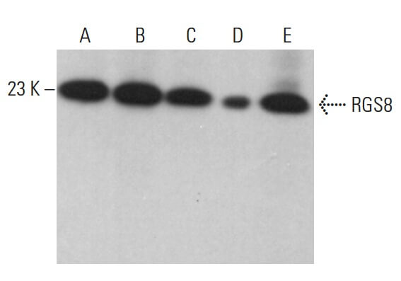 Anti-RGS8 Antibody (F-3) | SCBT - Santa Cruz Biotechnology