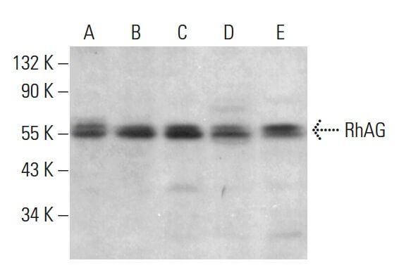 RhAG Antibody (D-5) | SCBT - Santa Cruz Biotechnology