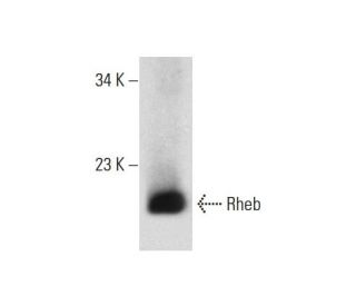 Rheb Antibody (B-12) | SCBT - Santa Cruz Biotechnology