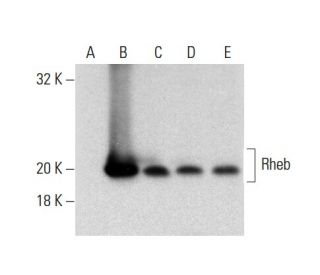 Rheb Antibody (B-12) | SCBT - Santa Cruz Biotechnology