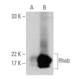Rheb Antibody (B-12) | SCBT - Santa Cruz Biotechnology
