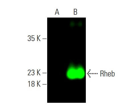 Rheb Antibody (B-12) | SCBT - Santa Cruz Biotechnology