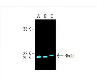 Rheb Antibody (B-12) | SCBT - Santa Cruz Biotechnology