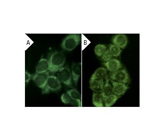 Rho A Antibody (26C4) - Immunofluorescence - Image 14168