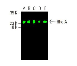 Anti-Rho A Antibody (26C4) | SCBT - Santa Cruz Biotechnology