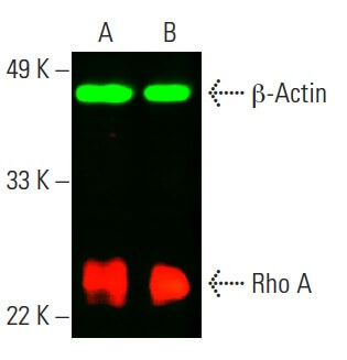 Anti-Rho A Antibody (26C4) | SCBT - Santa Cruz Biotechnology