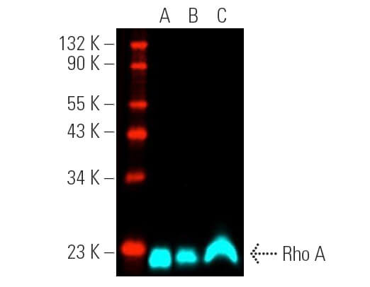 Anti-Rho A Antibody (26C4) | SCBT - Santa Cruz Biotechnology