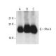 Anti-Rho A Antibody (26C4) | SCBT - Santa Cruz Biotechnology