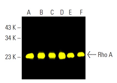 Anti-Rho A Antibody (26C4) | SCBT - Santa Cruz Biotechnology