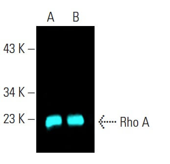 Anti-Rho A Antibody (26C4) | SCBT - Santa Cruz Biotechnology