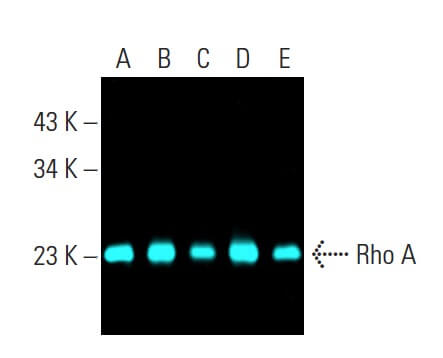 Anti-Rho A Antibody (26C4) | SCBT - Santa Cruz Biotechnology