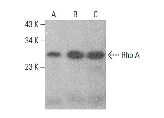 Anti-Rho A Antibody (F-1) | SCBT - Santa Cruz Biotechnology
