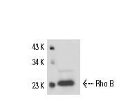 RhoB Antibody (C-5) | SCBT - Santa Cruz Biotechnology