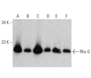 Rho G 항체 (C-20) | SCBT - Santa Cruz Biotechnology