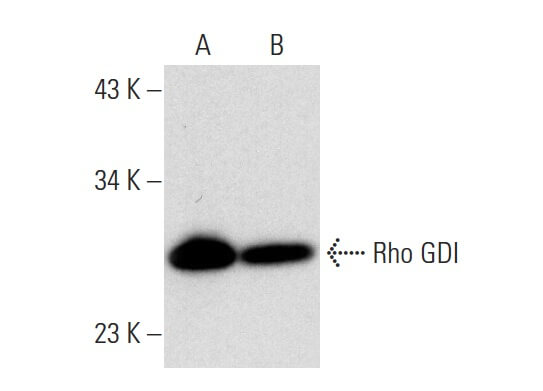 Anti-Rho GDI Antibody (G-3) | SCBT - Santa Cruz Biotechnology