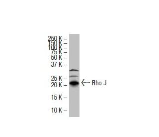 Rho J Antibody (FF-19) | SCBT - Santa Cruz Biotechnology