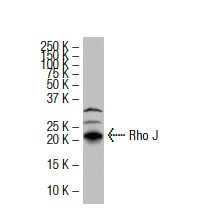 Rho J Antibody (FF-19) | SCBT - Santa Cruz Biotechnology