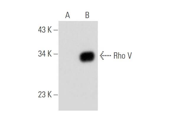 Rho V Antibody (F-2) | SCBT - Santa Cruz Biotechnology