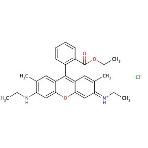 Rhodamine 6G | CAS 989-38-8 | SCBT - Santa Cruz Biotechnology