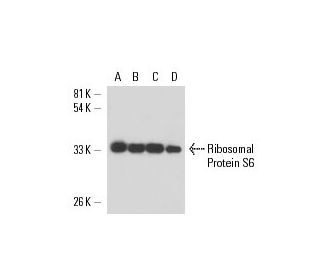 Ribosomal Protein S6 Antibody (C-8) - Western Blotting - Image 17305