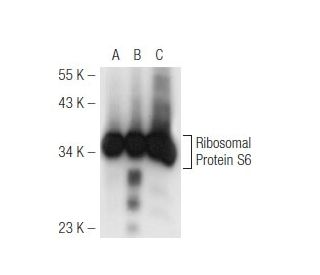 Ribosomal Protein S6 Antibody (C-8) - Western Blotting - Image 47283