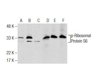 Ribosomal Protein S6 Antibody (C-8) - Western Blotting - Image 159483
