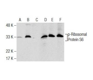 Ribosomal Protein S6 Antibody (C-8) - Western Blotting - Image 159485