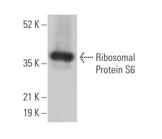 Ribosomal Protein S6 Antibody (C-8) - Western Blotting - Image 373054