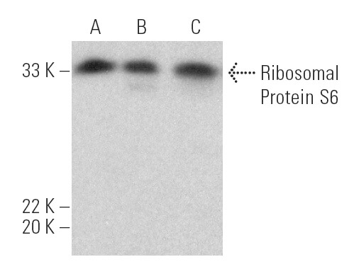 Ribosomal Protein S6 Antibody (C-8) | SCBT - Santa Cruz Biotechnology