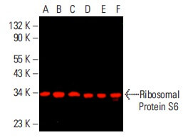 Ribosomal Protein S6 Antibody (C-8) | SCBT - Santa Cruz Biotechnology