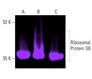 Ribosomal Protein S6 Antibody (C-8) - Western Blotting - Image 402144