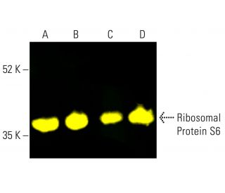 Ribosomal Protein S6 Antibody (C-8) - Western Blotting - Image 403364