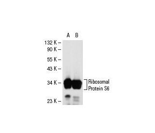 Ribosomal Protein S6 Antibody (H-4) - Western Blotting - Image 30495