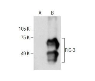 RIC-3 Antibody (G-8) | SCBT - Santa Cruz Biotechnology