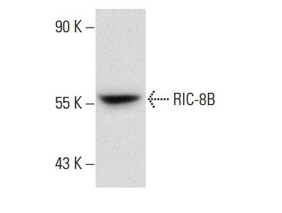Santa Cruz Animal Health
