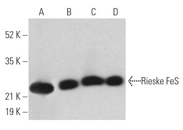 Rieske FeS Antibody (A-5) | SCBT - Santa Cruz Biotechnology