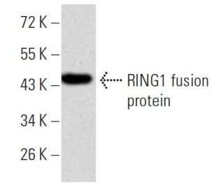 RING1 Antibody (8C12F4) - Western Blotting - Image 358297