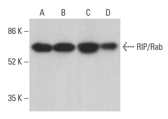 RIP/Rab Antibody (H-2) | SCBT - Santa Cruz Biotechnology