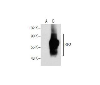 Anti-RIP3 Antibody (B-2) | SCBT - Santa Cruz Biotechnology