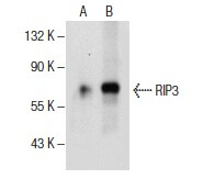 Anti-RIP3 Antibody (B-2) | SCBT - Santa Cruz Biotechnology