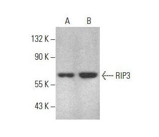 Anti-RIP3 Antibody (B-2) | SCBT - Santa Cruz Biotechnology