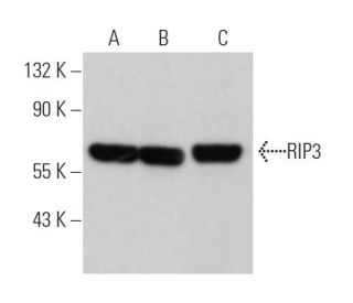 RIP3 Antibody (B-2) - Western Blotting - Image 361608